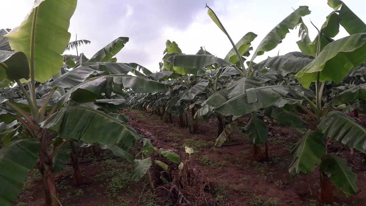 Plantação de banana - YouTube