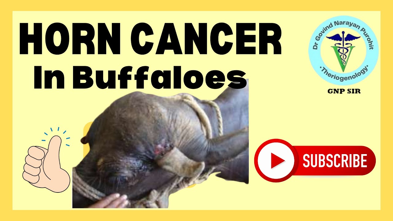 Horn Cancer in Buffaloes: Understanding, Prevention, and Treatment ...