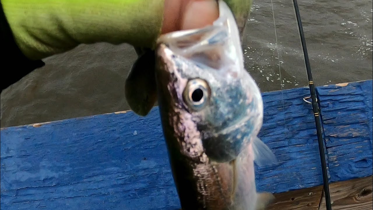 🎣 Imperial beach pier Queen fish, Do'n it move'n part#1/aawrs1dig it ...