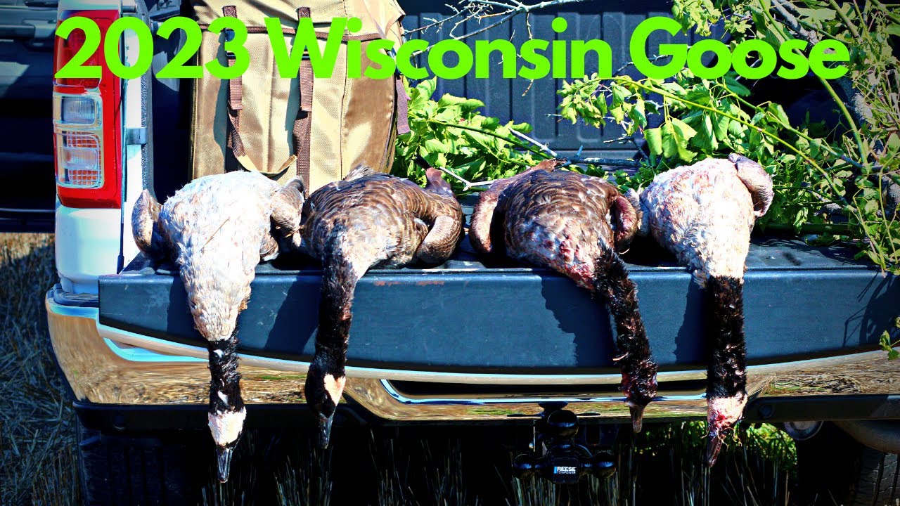 Southern Wisconsin Early Season Goose Hunting 2023 - YouTube