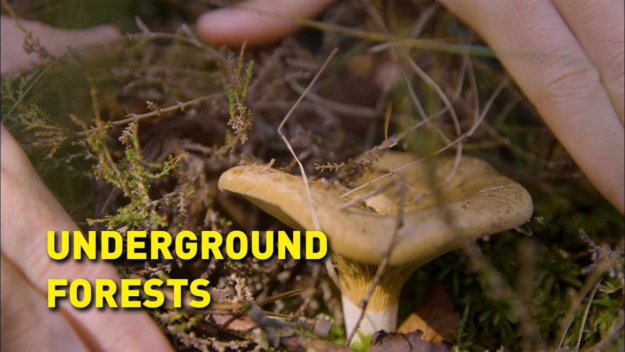The Hidden Power of Fungi - YouTube