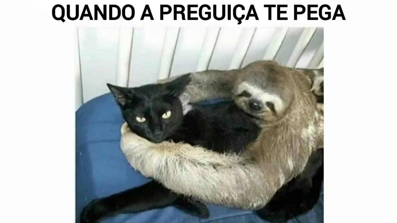 MELHORES MEMES EM IMAGENS - QUANDO A PREGUIÇA TE PEGA 😴😂 - YouTube