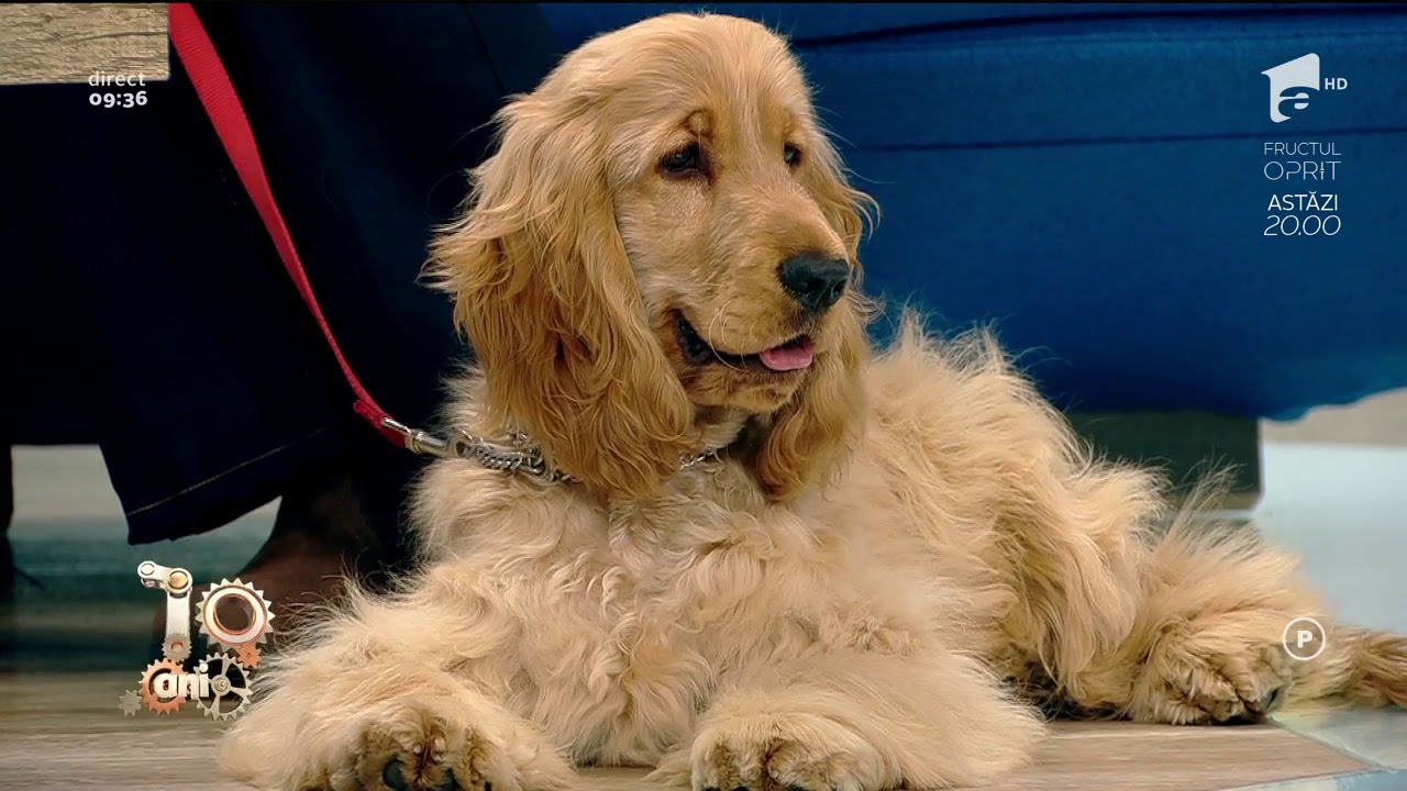 Anda Florescu, medic veterinar: Cockcerul spaniel englez, un cățel ...