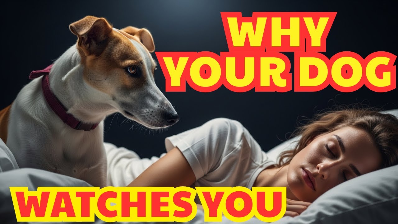 Why Your Dog Watches You Sleep: The Midnight Stare Explained - YouTube