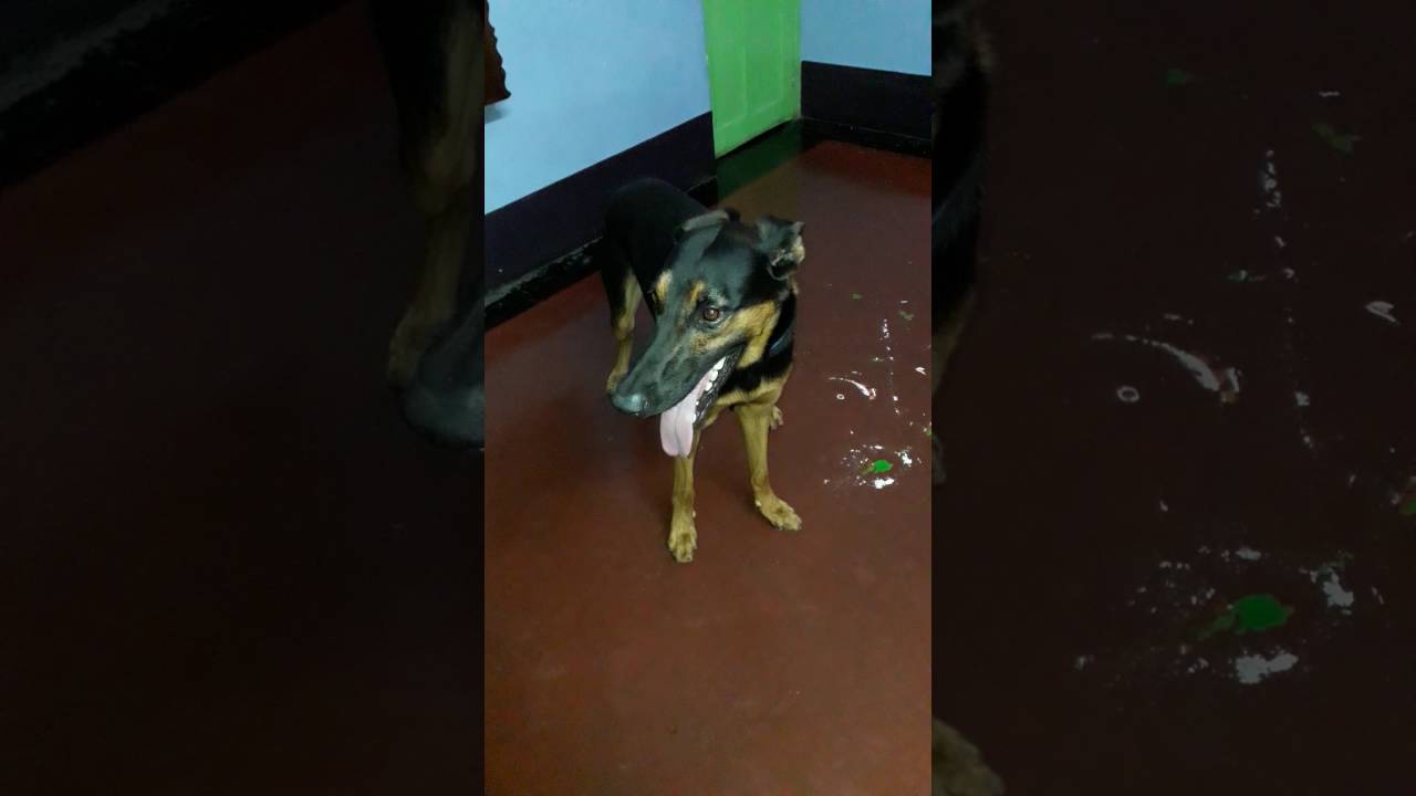 Dogs gone mad!! - YouTube