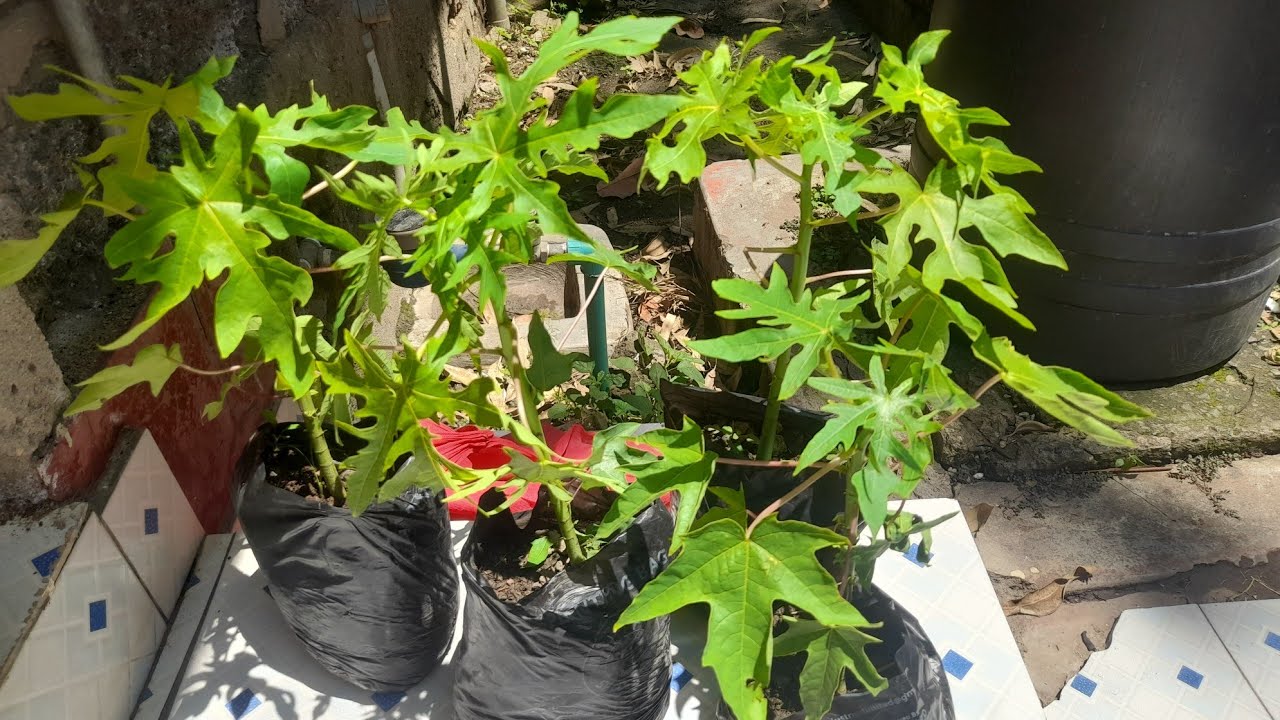 becoming a farmer with just a step// step by step //pawpaw plantation 🍋 ...