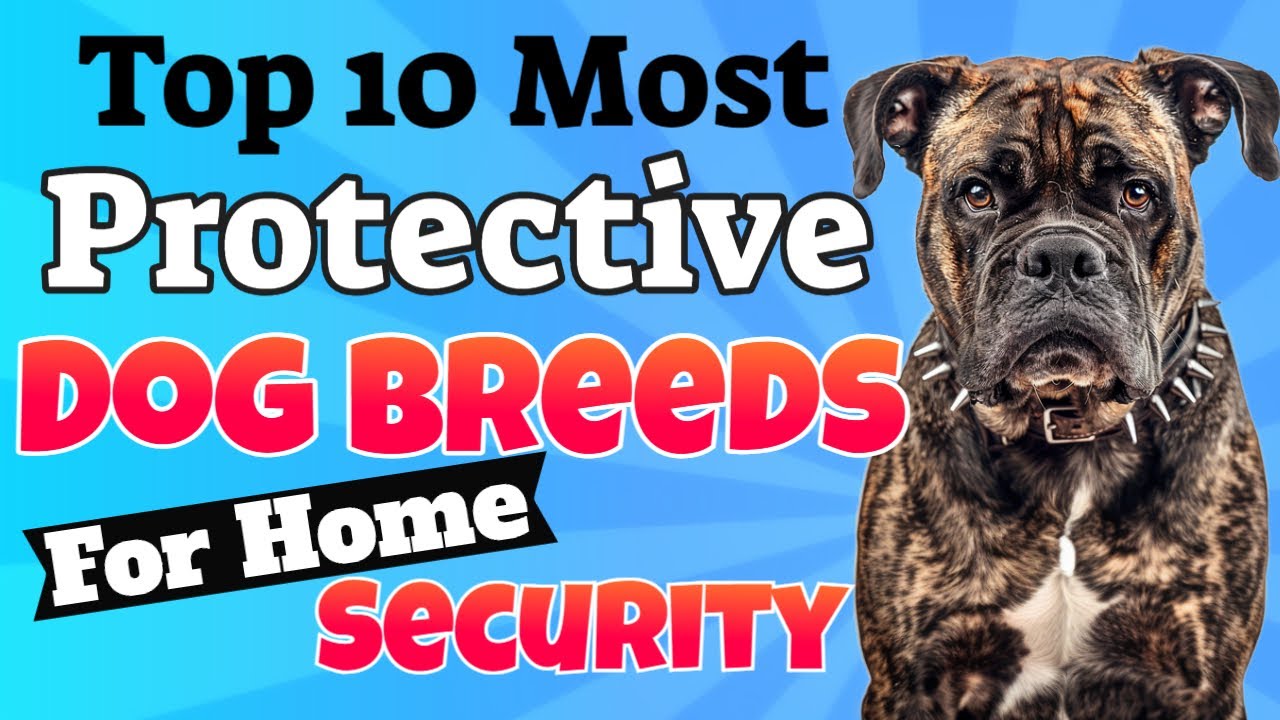 Top 10 Most Protective Dog Breeds for Home Security - YouTube