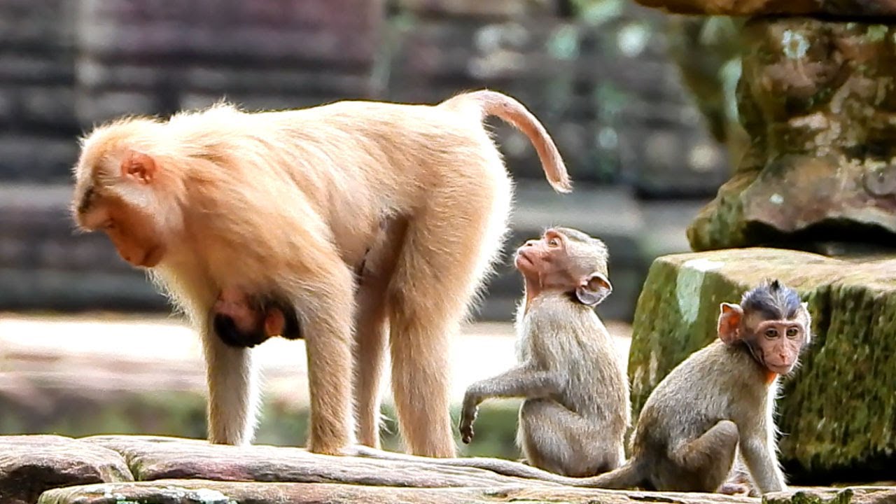 Spoil monkey sneak to see Rose behind - YouTube