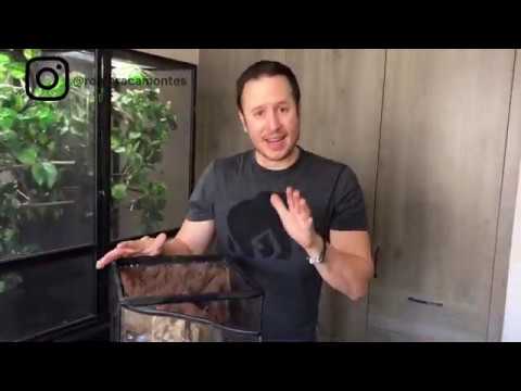 Cómo crear un terrario bioactivo - YouTube