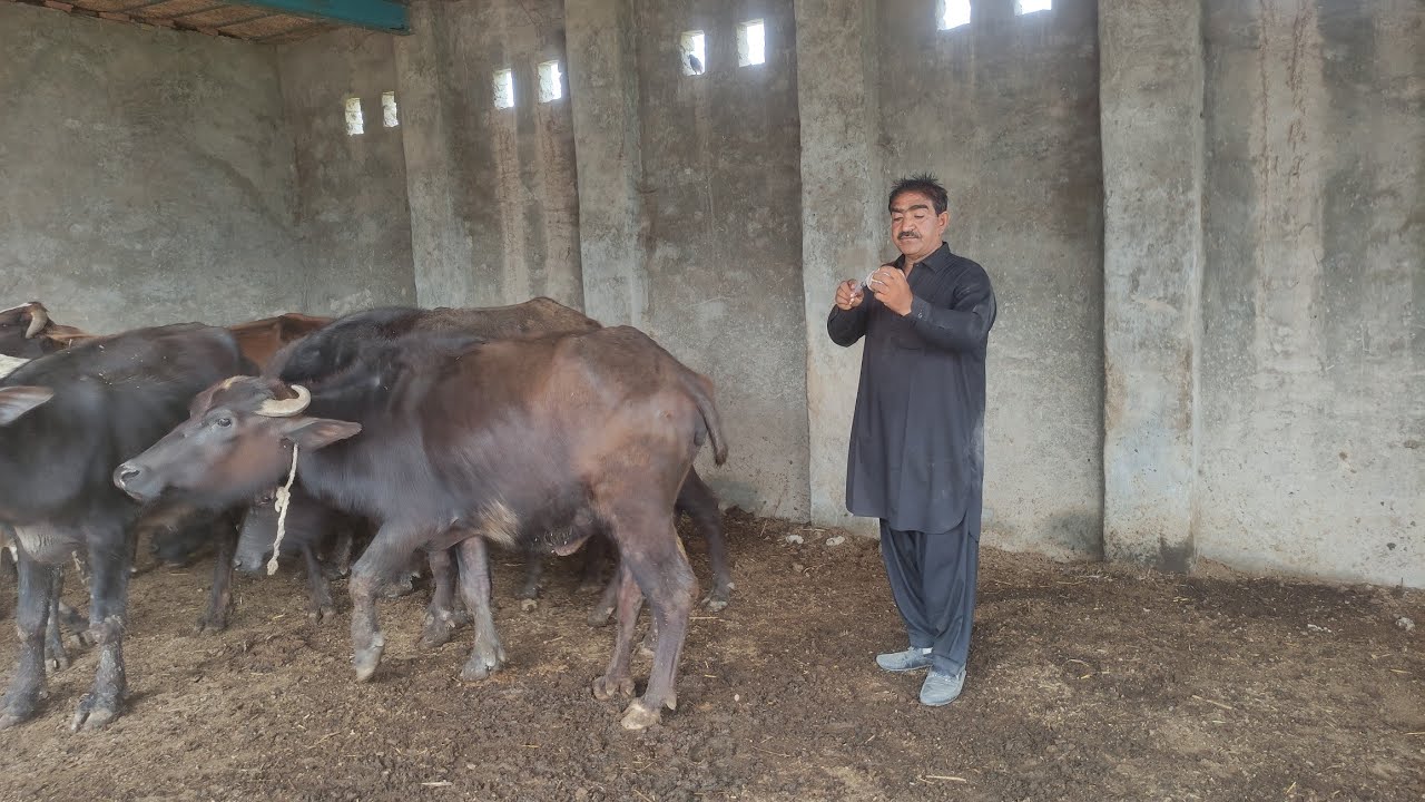 Buffalo calcium treatment by veterinary Doctor at home from work - YouTube