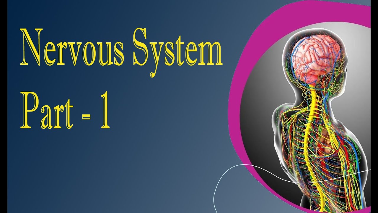 nervous system part 1 - YouTube