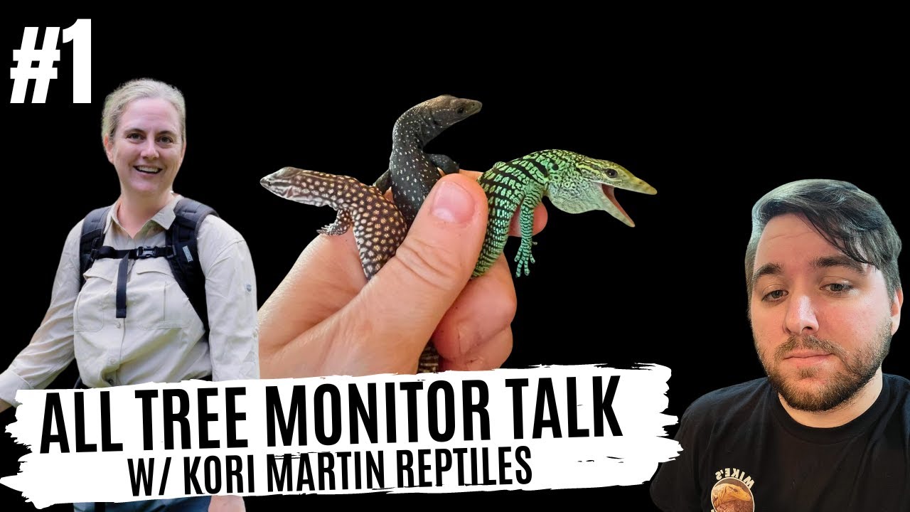 Kori Martin's experience hatching Tree Monitors | All Tree Monitor Talk ...