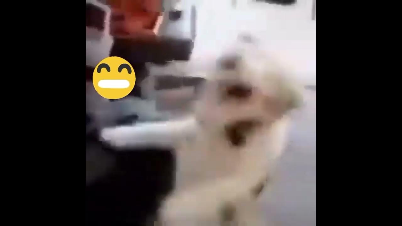 perro riendose jijijija - YouTube