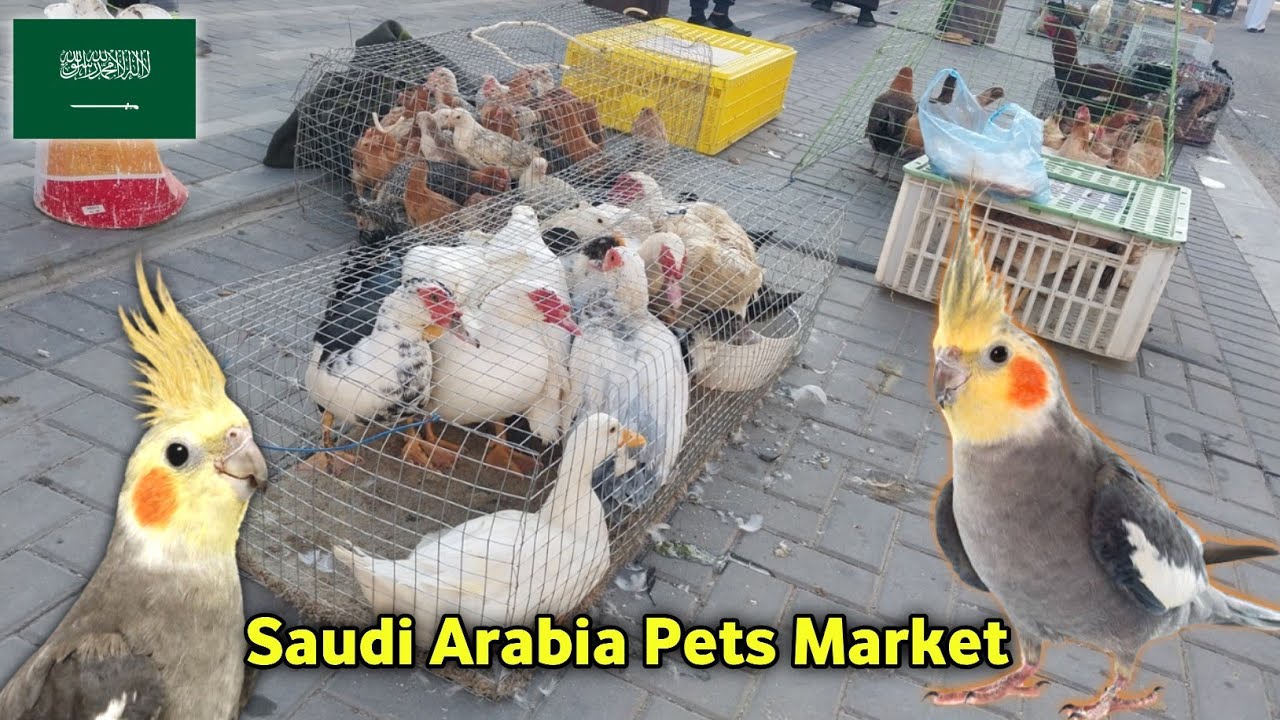 Saudi Arabia kay Pets market ka Aj visit kiya hai | life in Saudi ...