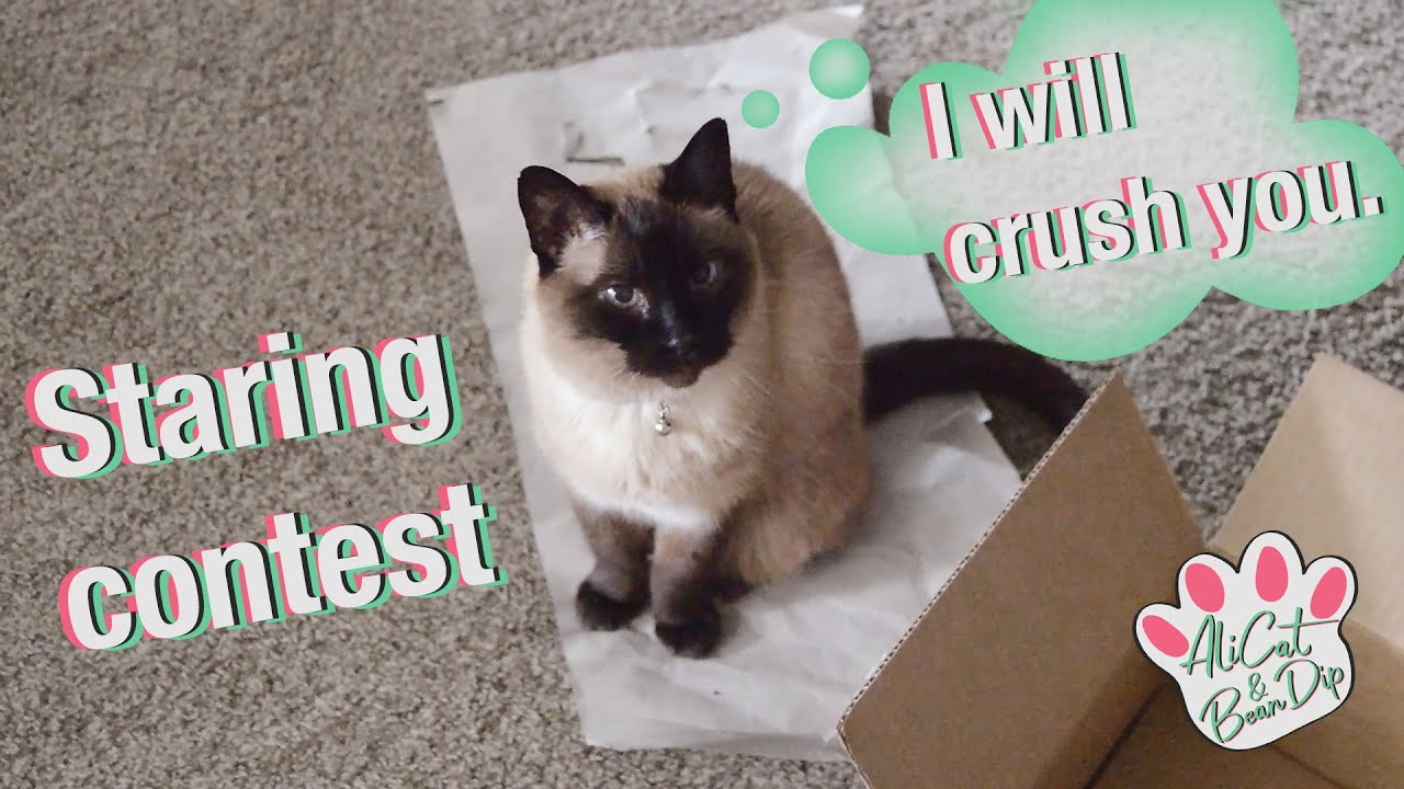 Staring contest with Bean Dip the cat - YouTube