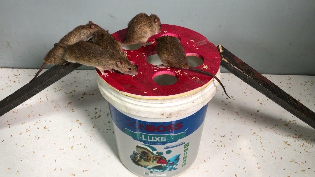 Diy Mouse Trap Water π 10 Mice In Trapped 2 Hour π Mouse Rat Trap π