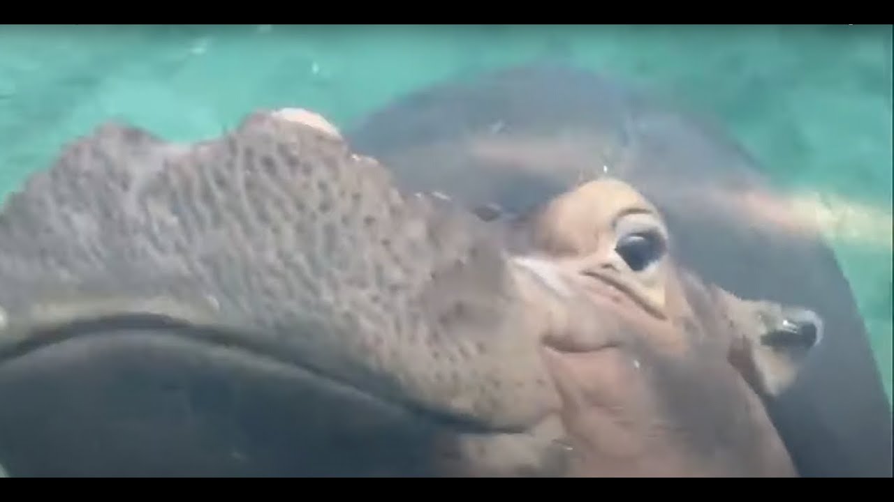 Good Morning Fiona - YouTube