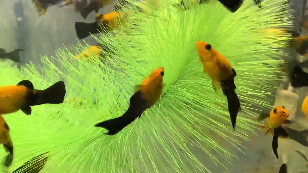 Cá Mỹ Kim - Gold Doubloon Molly - YouTube