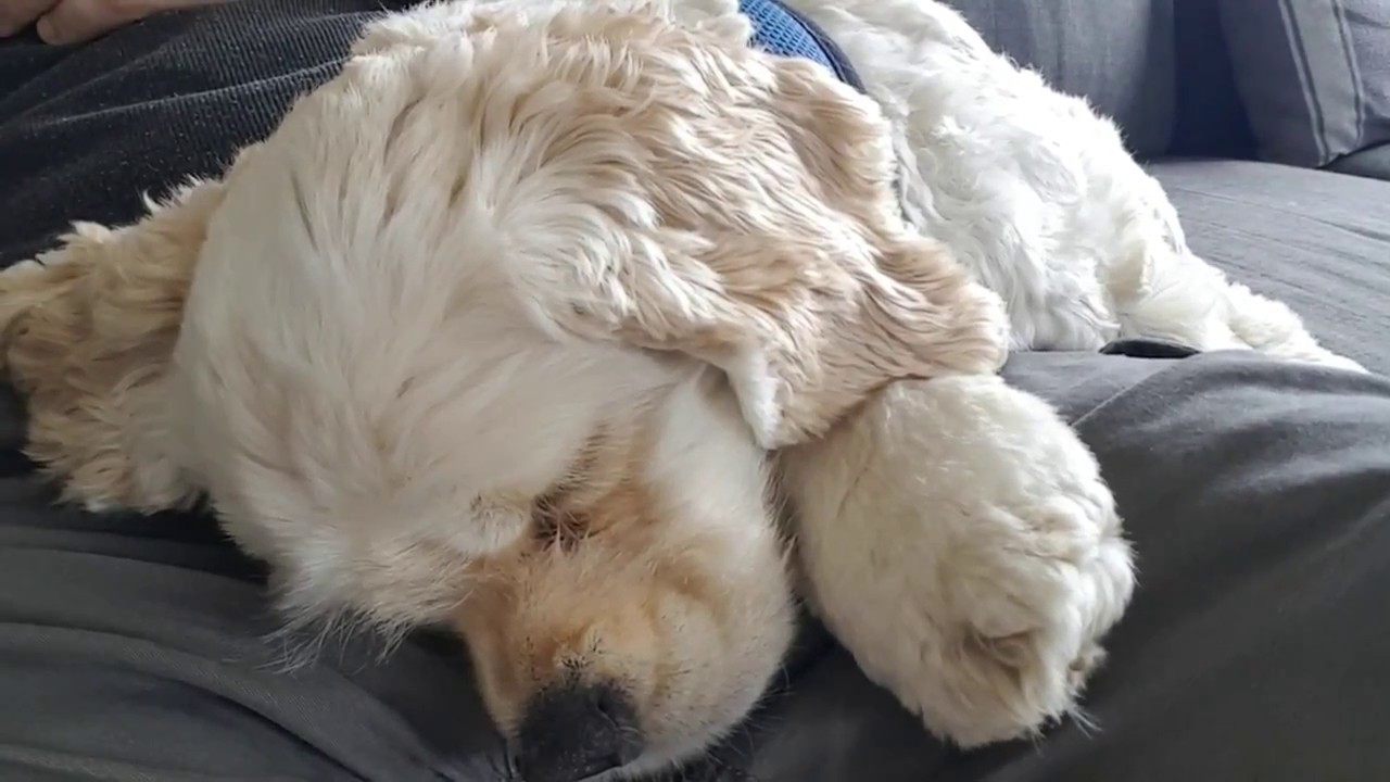 Ashton The American Cocker Spaniel Dog - ZZZZ time on the couch! - YouTube