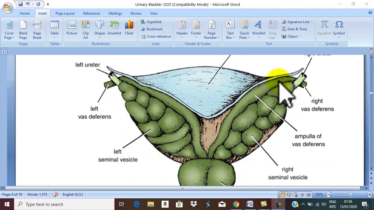 Anatomy Urogenital Module 8 ( urinary bladder , part 2 , applied ...