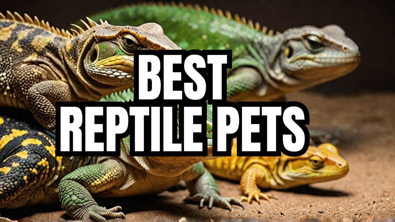 The Top 5 Best Reptile Pets For Beginners - YouTube