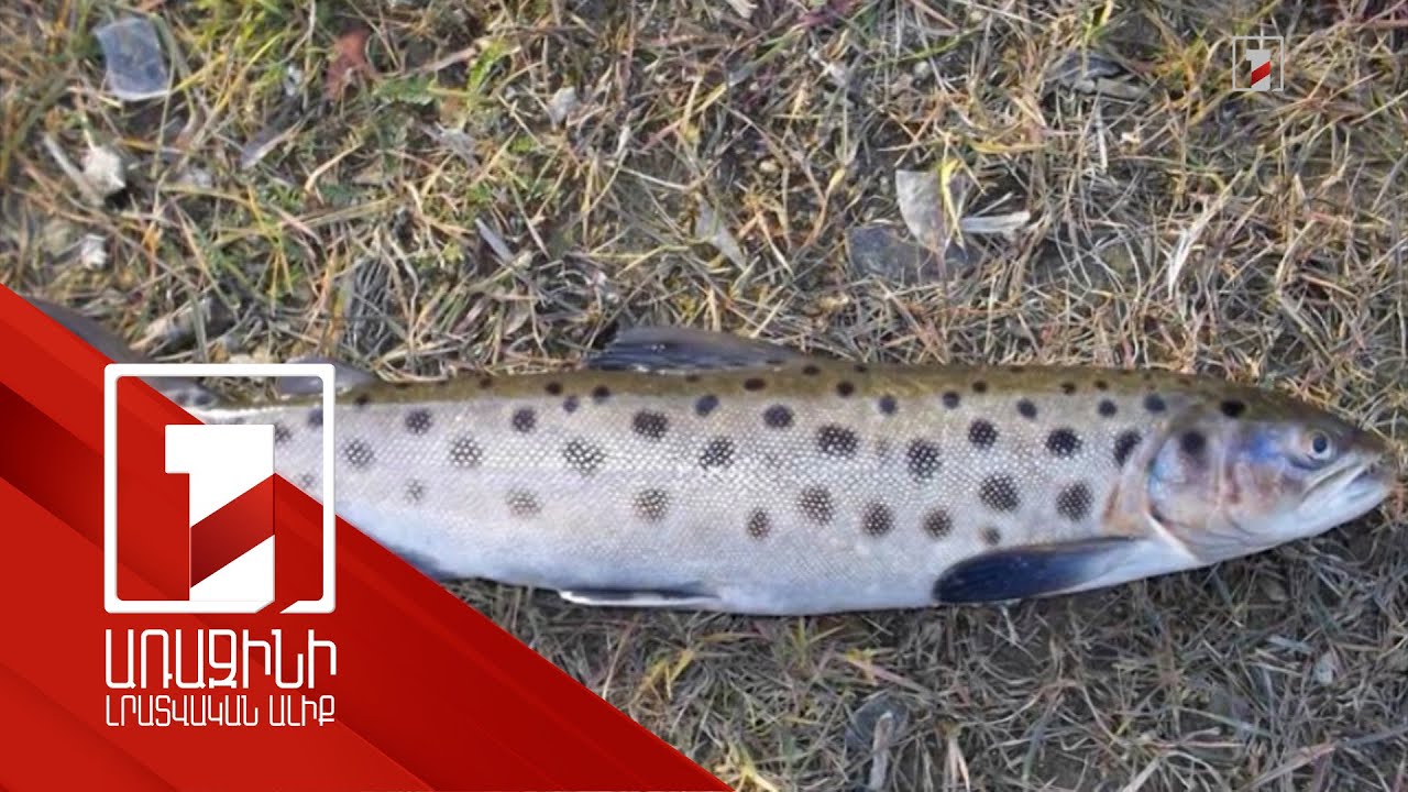 Սևանա լճի էնդեմիկ որոշ ձկնատեսակներ հայտնվել են Կարմիր գրքում Youtube