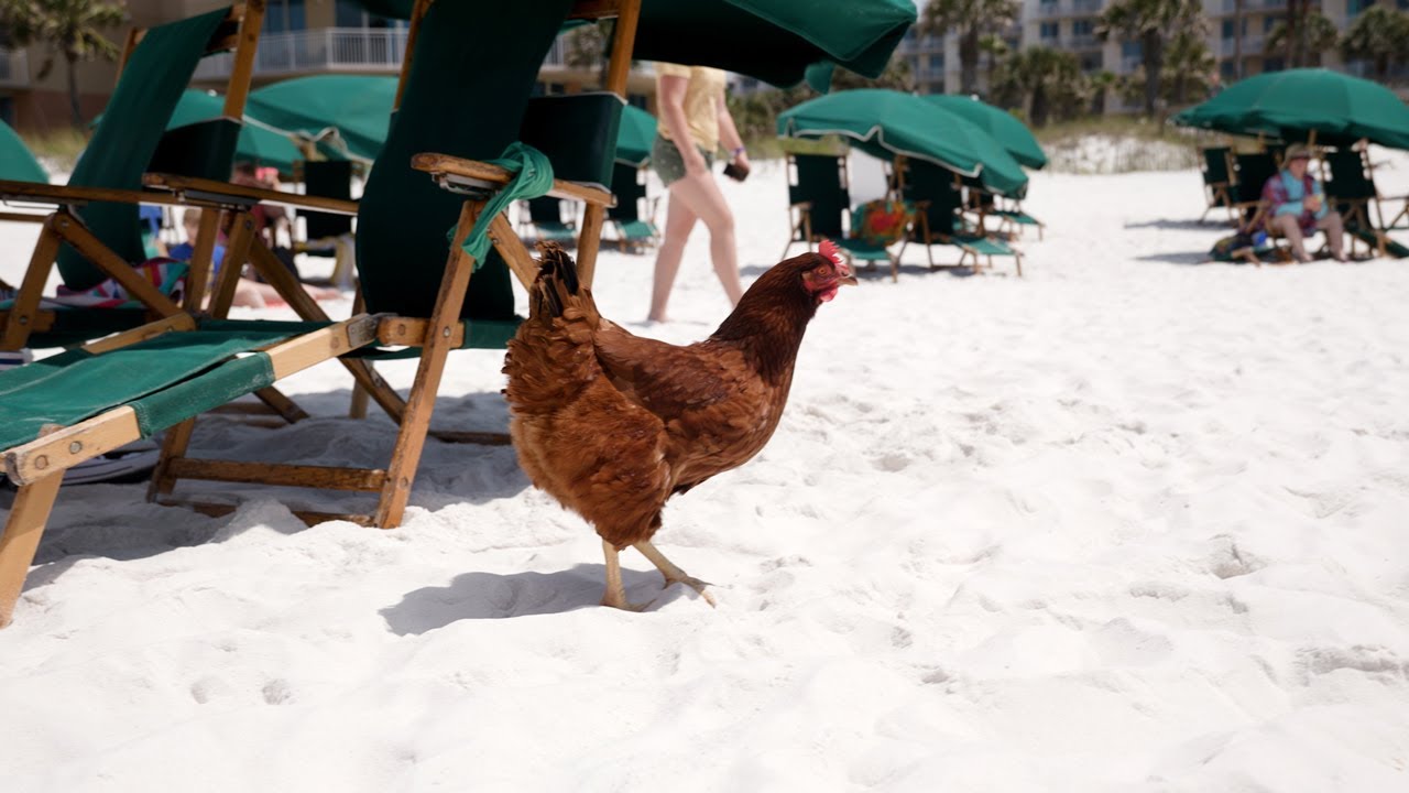 Cooped Up | Episode 4 | Chickens Are Fun - YouTube