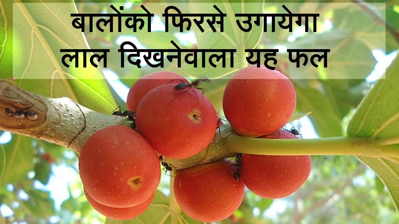 बरगदके तेलसे गंजे सर पर बाल उगाए,bargad ka pedh,Banyan tree,bargad ke ...