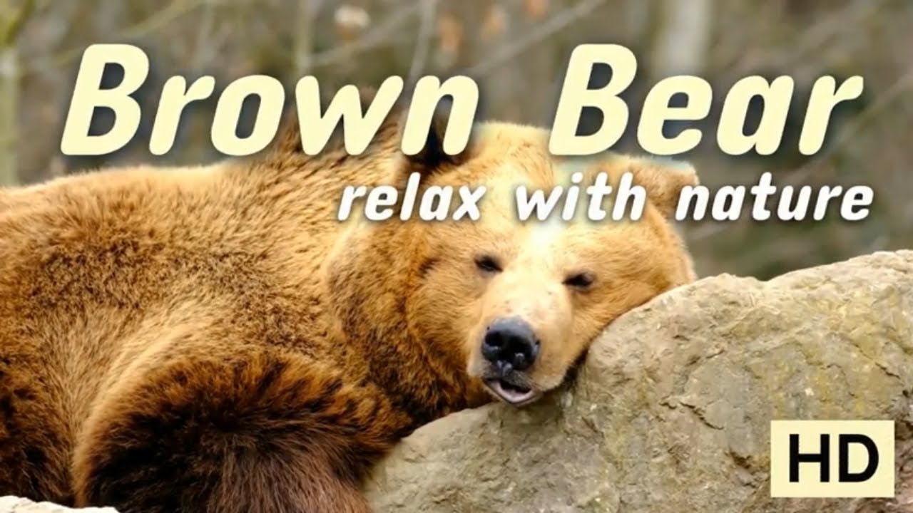 RELAXING, Nature, SOUNDS, Forest, BIRDS, Nature, ZOO, Animals, RELAX ...