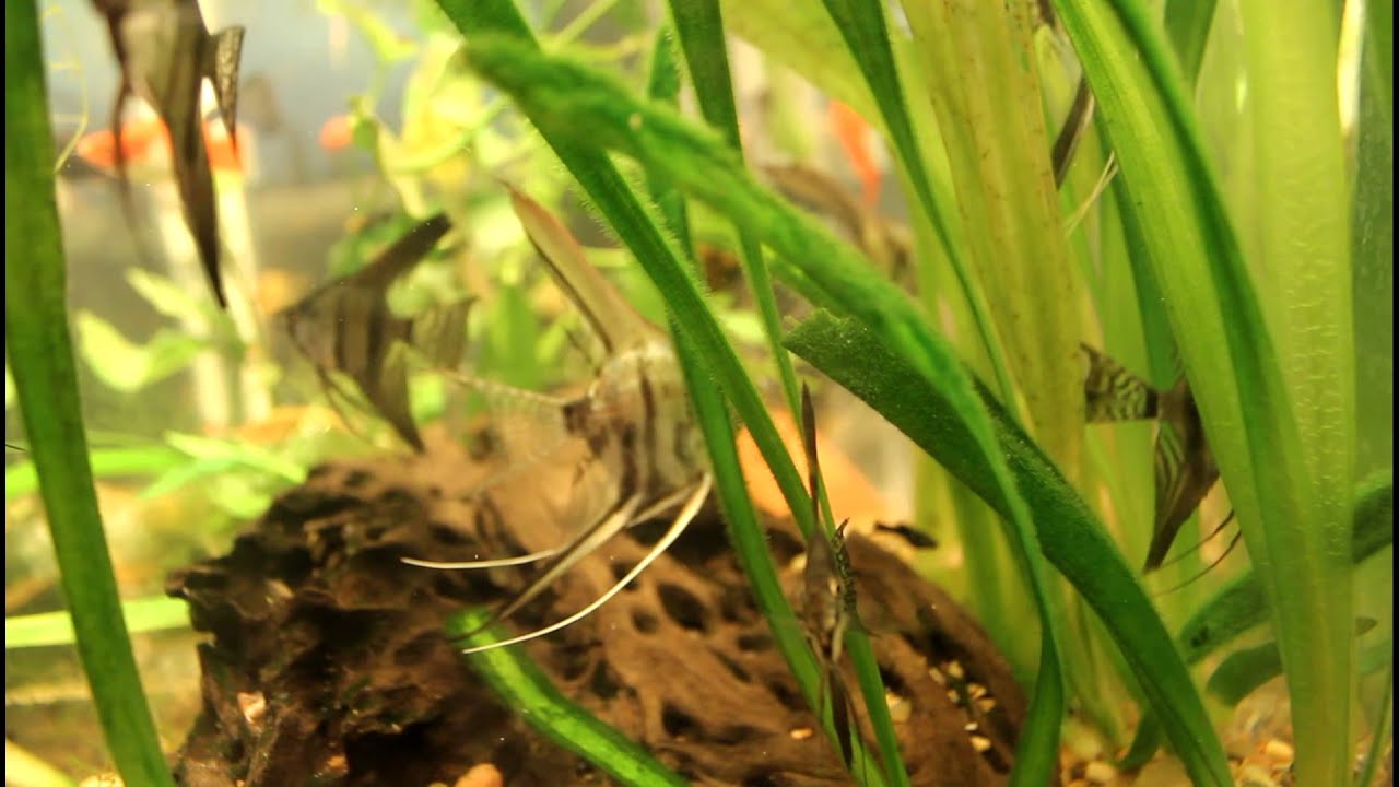 blue marble angelfish - YouTube