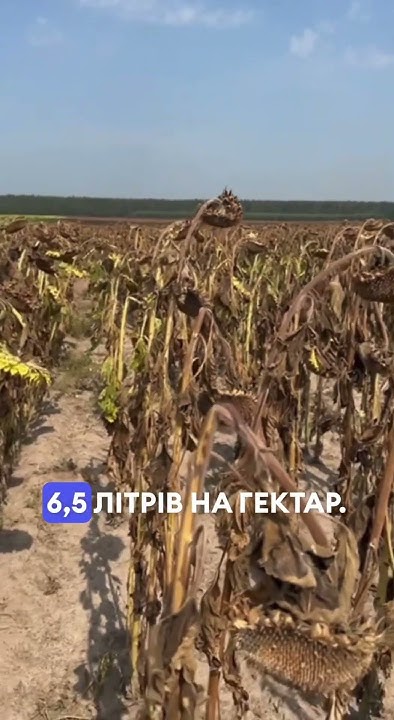 #Десикація на полі done Результати роботи препаратів Диквалан Макс та ...