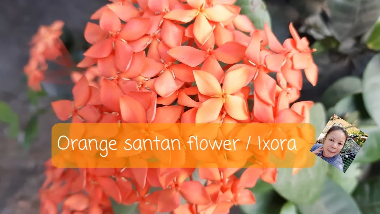 Orange Santan Flower / Ixora flower / Santan flower no. 2 - YouTube