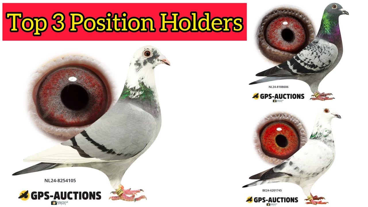 Top 3 Position Holder Racing Pigeons at Erupa Master One Loft - YouTube