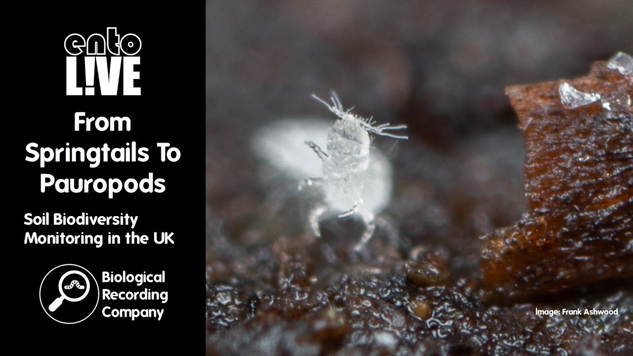 From Springtails to Pauropods: Soil Biodiversity Monitoring in the UK ...