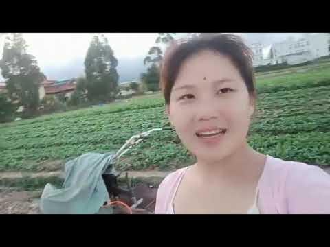 Coj Nej Mus Saib teb Zaub - YouTube