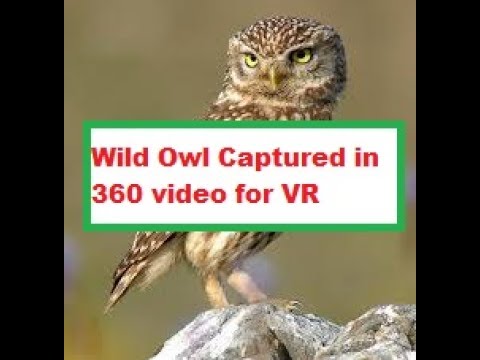 A wild owl in 4k 360 video for viewing in Virtual Reality by This Is Me ...