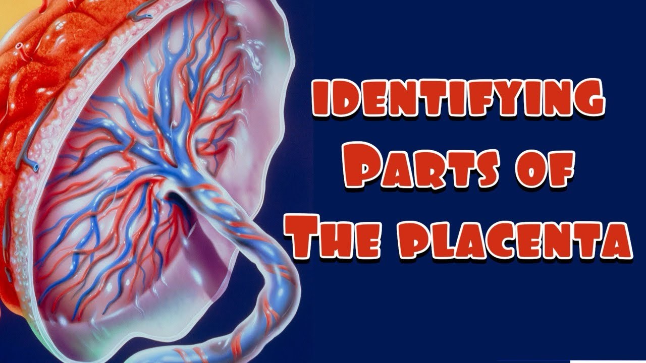 Identifying the Functions & Parts of the Placenta - YouTube