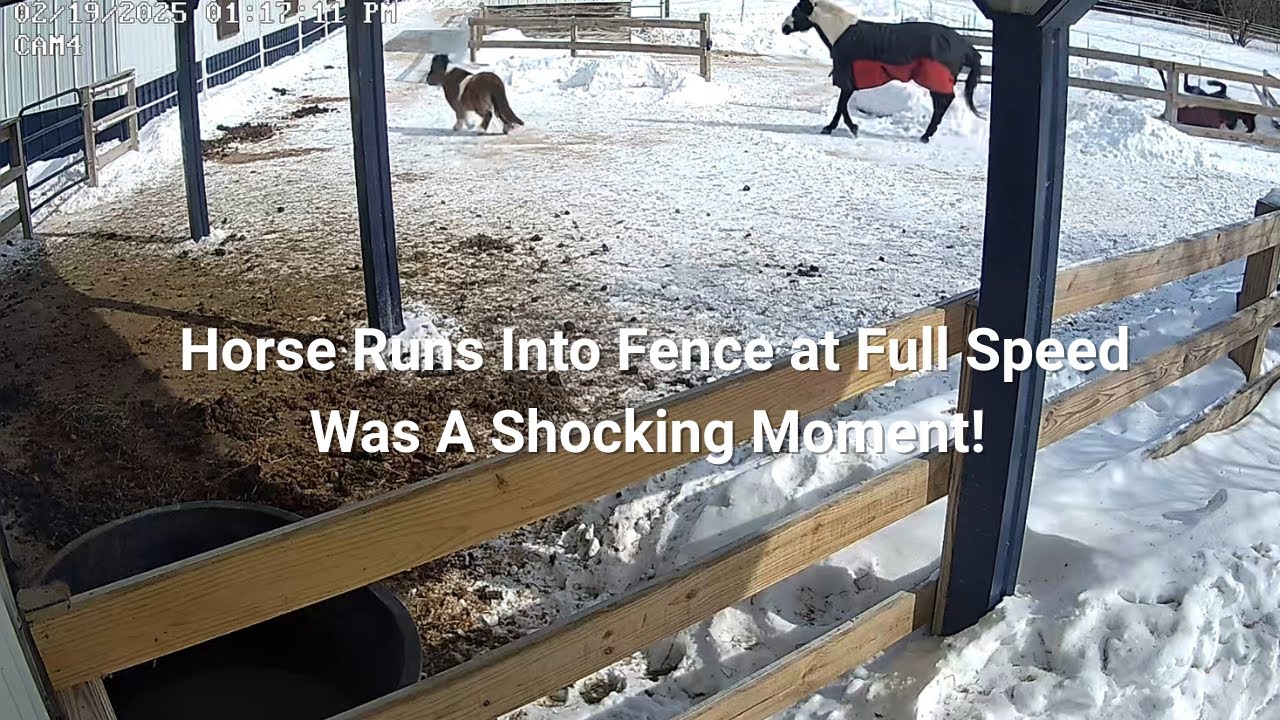 Horse Runs Into Fence at Full Speed - YouTube