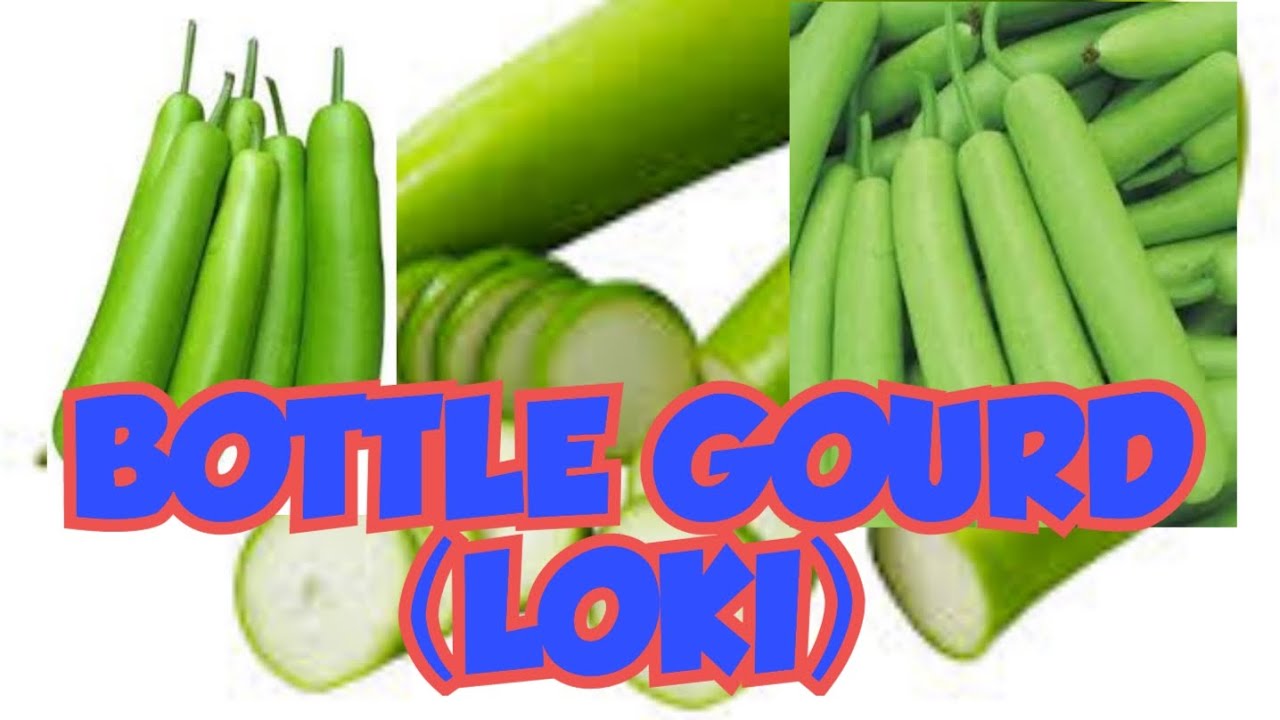 BOTTLE GOURD (LOKI). FARMING. SAKRO THATTA SINDH. - YouTube