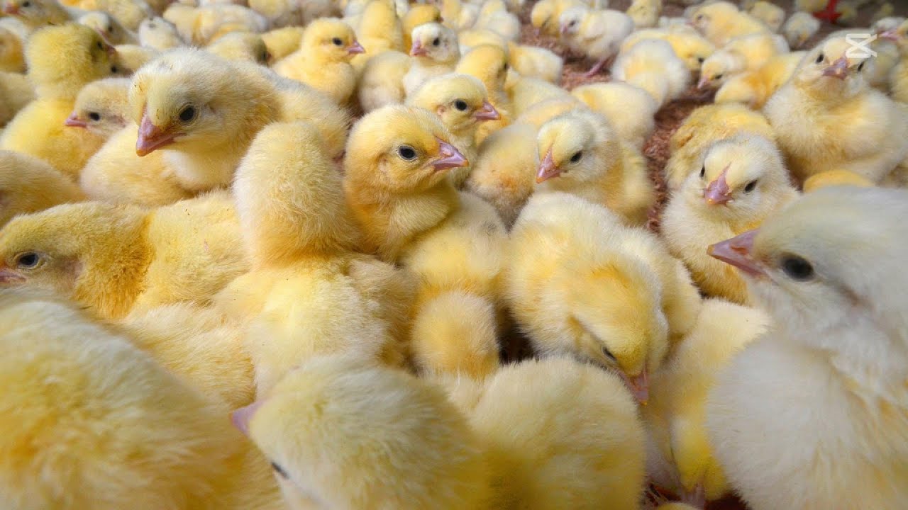 HOW TO RAISE CHICKS | EASY Baby Chicken Care 101 | Egg Laying Hens For Beginners | Backyard ...