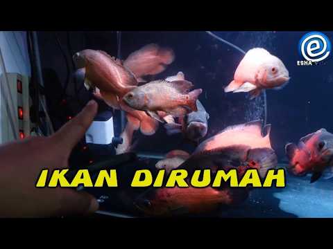 IKAN DIRUMAH TINGGAL SEDIKIT