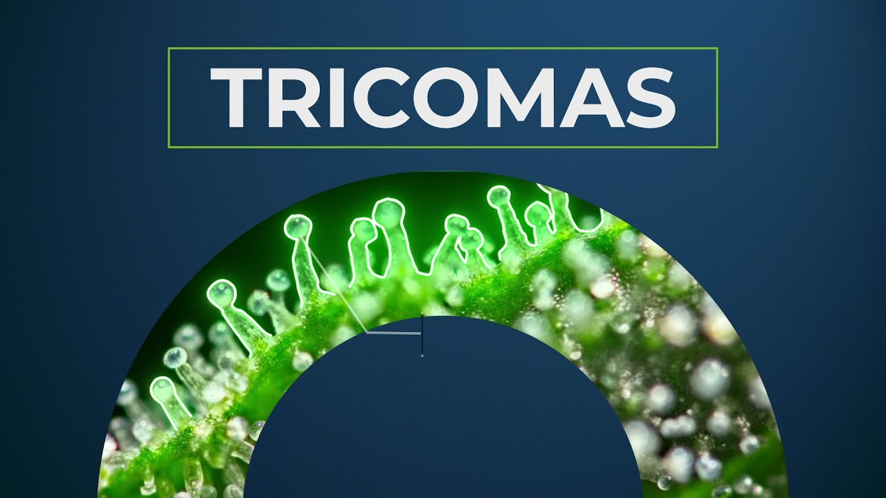 ¿Qué son los tricomas? - YouTube