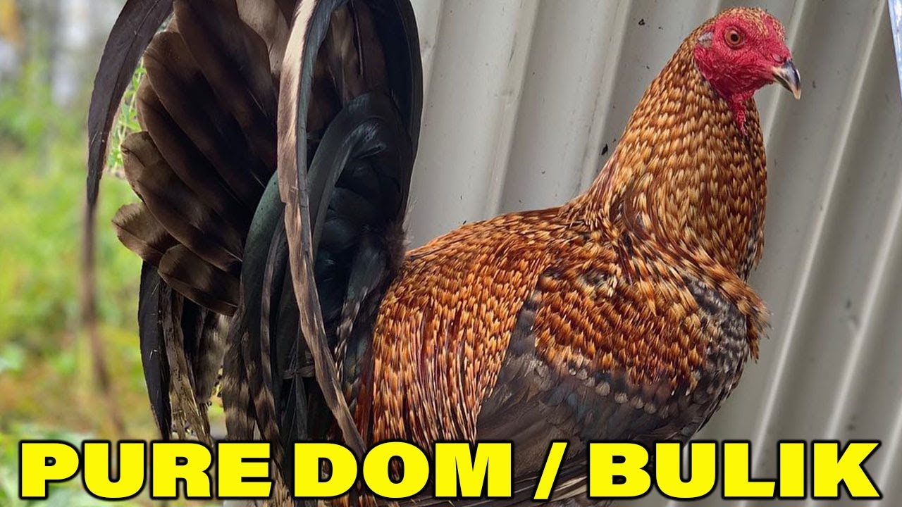 Pure Dom Bulik Fuerte Farm - Beautiful Birds - YouTube