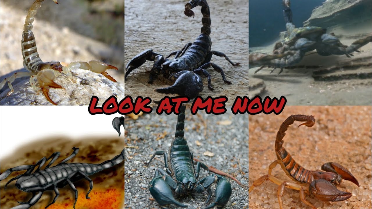 Scorpion Tribute | Look at me Now - YouTube