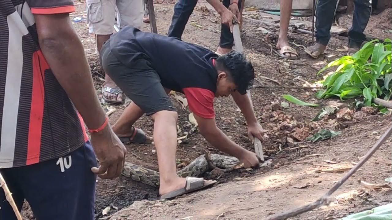 8 Feet Long😱🐍Asian Rock Python Snake in Goa State.. Rescued everyone's ...