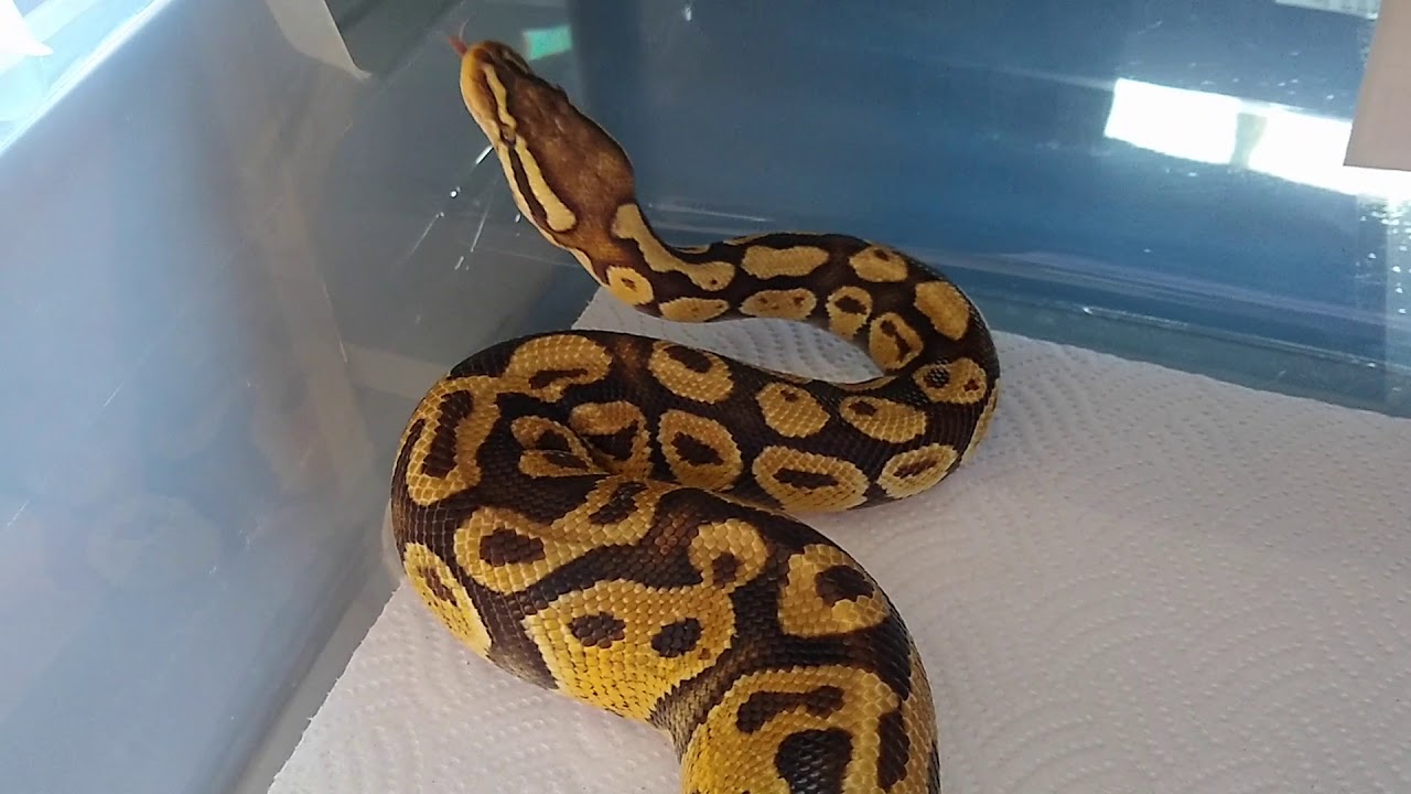 rack para piton bola - encierro de piton bola - BLACKY BLOG - YouTube