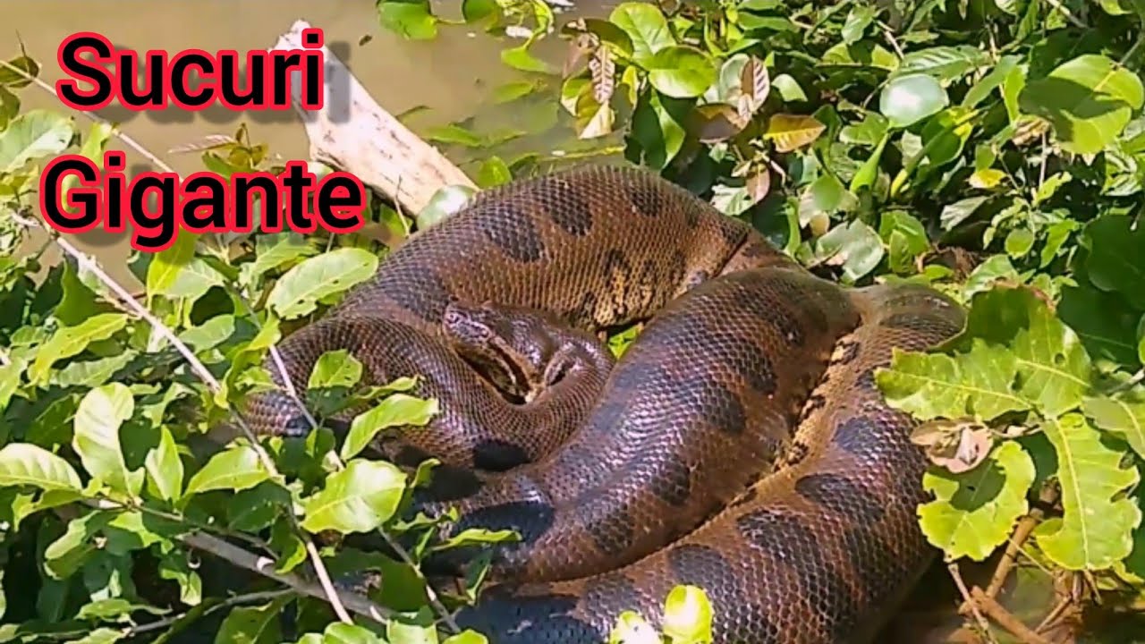 SUCURI GIGANTE !!! - YouTube