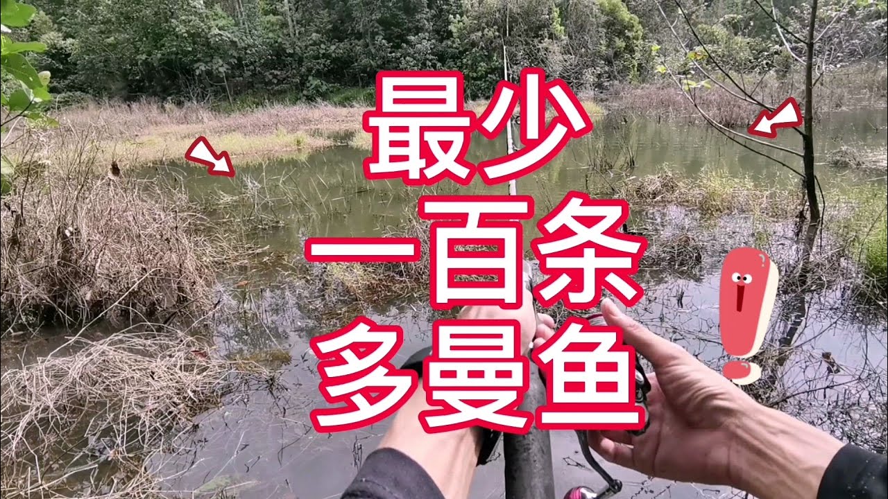 最少一百条多曼鱼 #多曼鱼 #ikan toman #Snakehead fish #fishing - YouTube