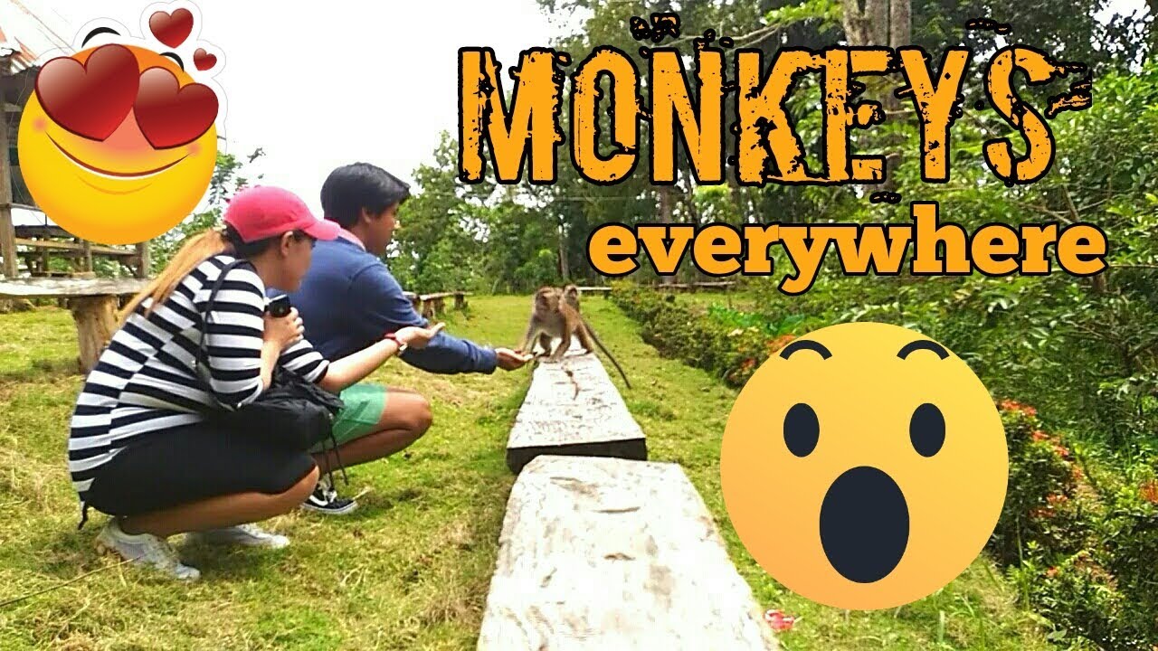 Monkey Sanctuary in Sumile, Butuan City | Close Encounter with Monkeys ...