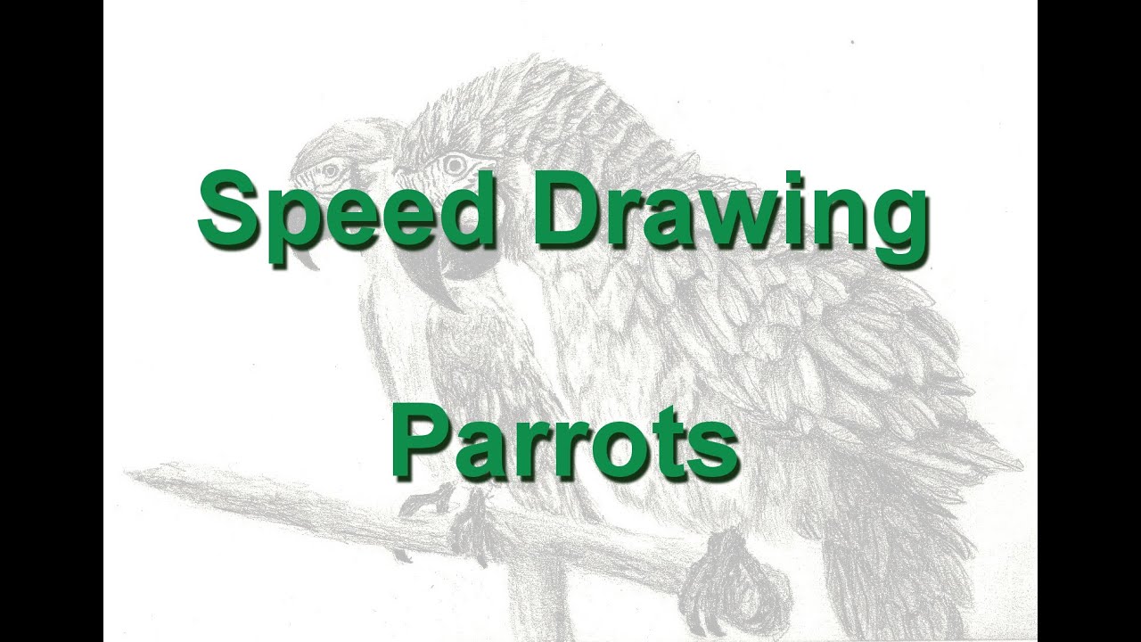 Speed Drawing - PARROTS!! - YouTube